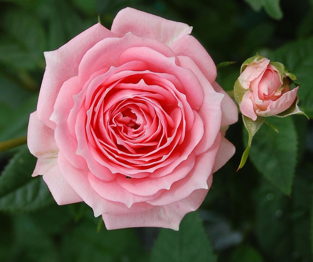 XIO- The Great Mother – XIO By Ylette